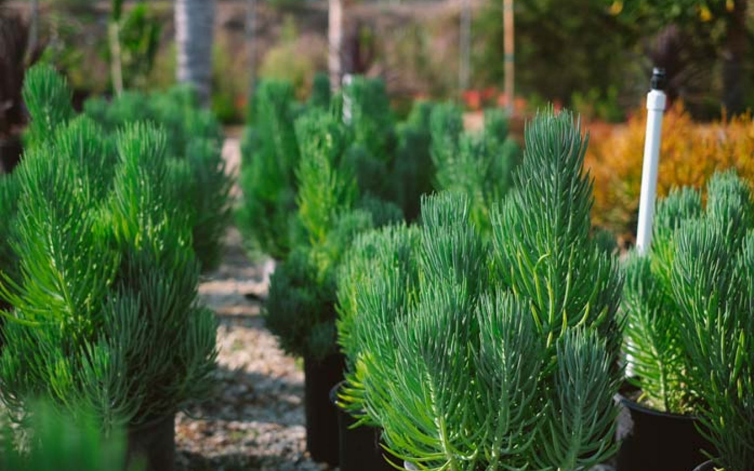 Home - Sterling Gardens Nursery