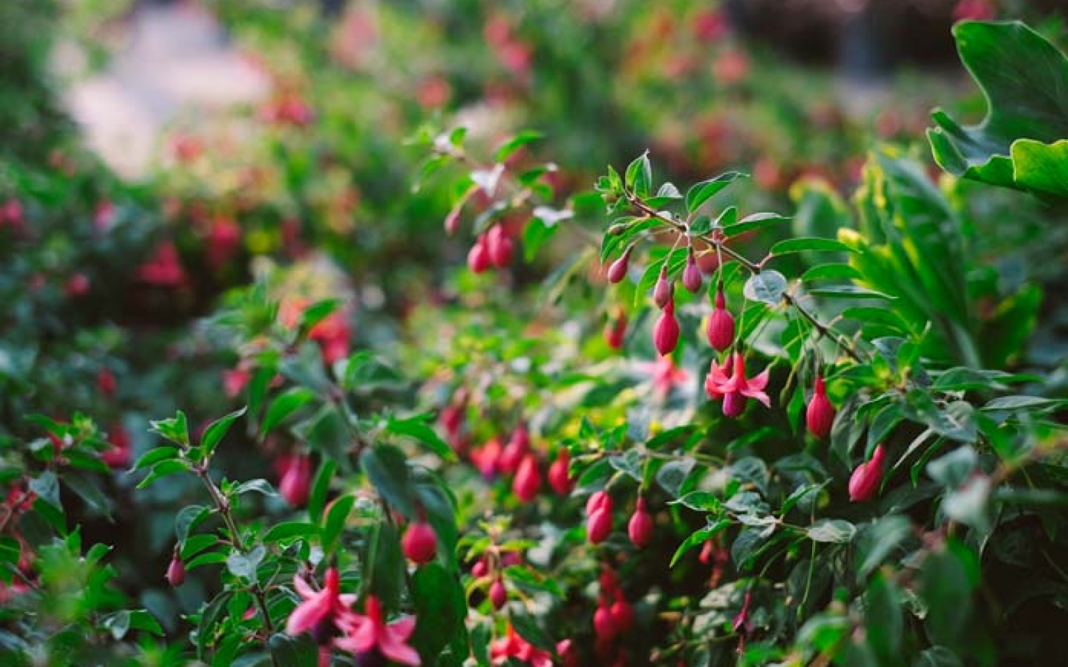 Home - Sterling Gardens Nursery