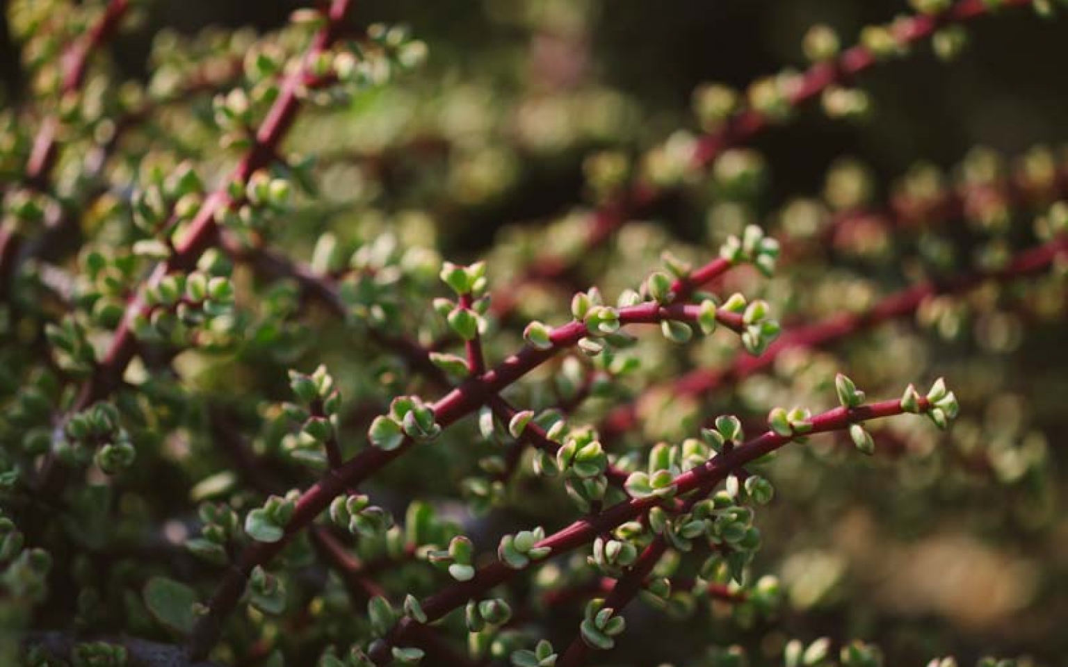 Home - Sterling Gardens Nursery