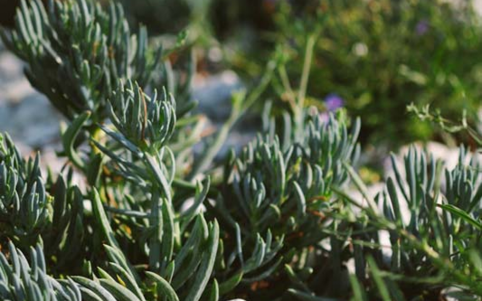 Home - Sterling Gardens Nursery