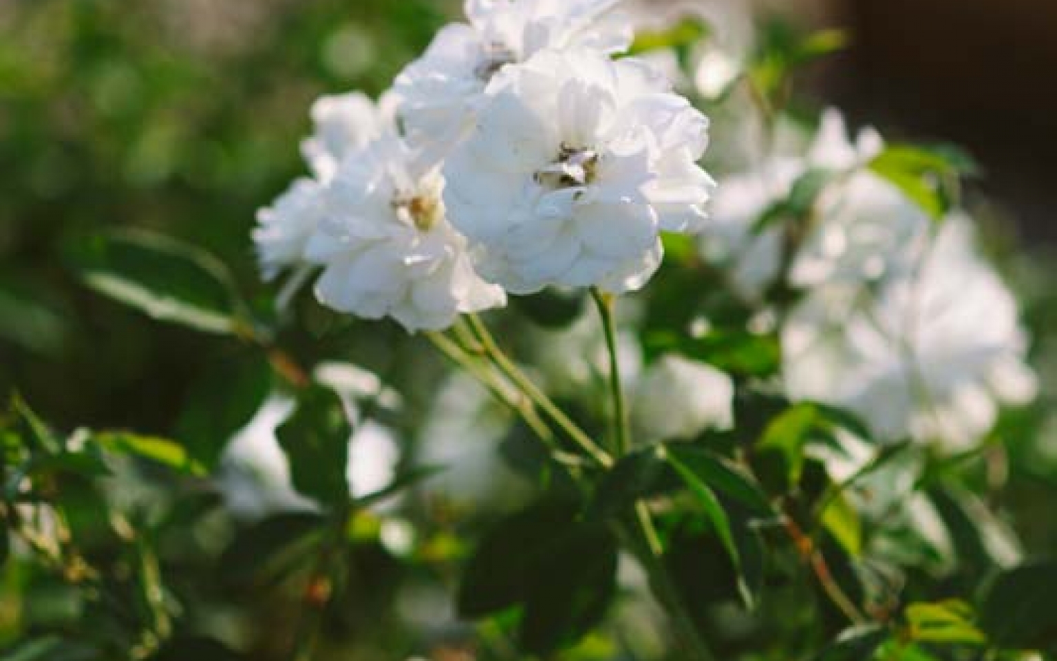 Home - Sterling Gardens Nursery