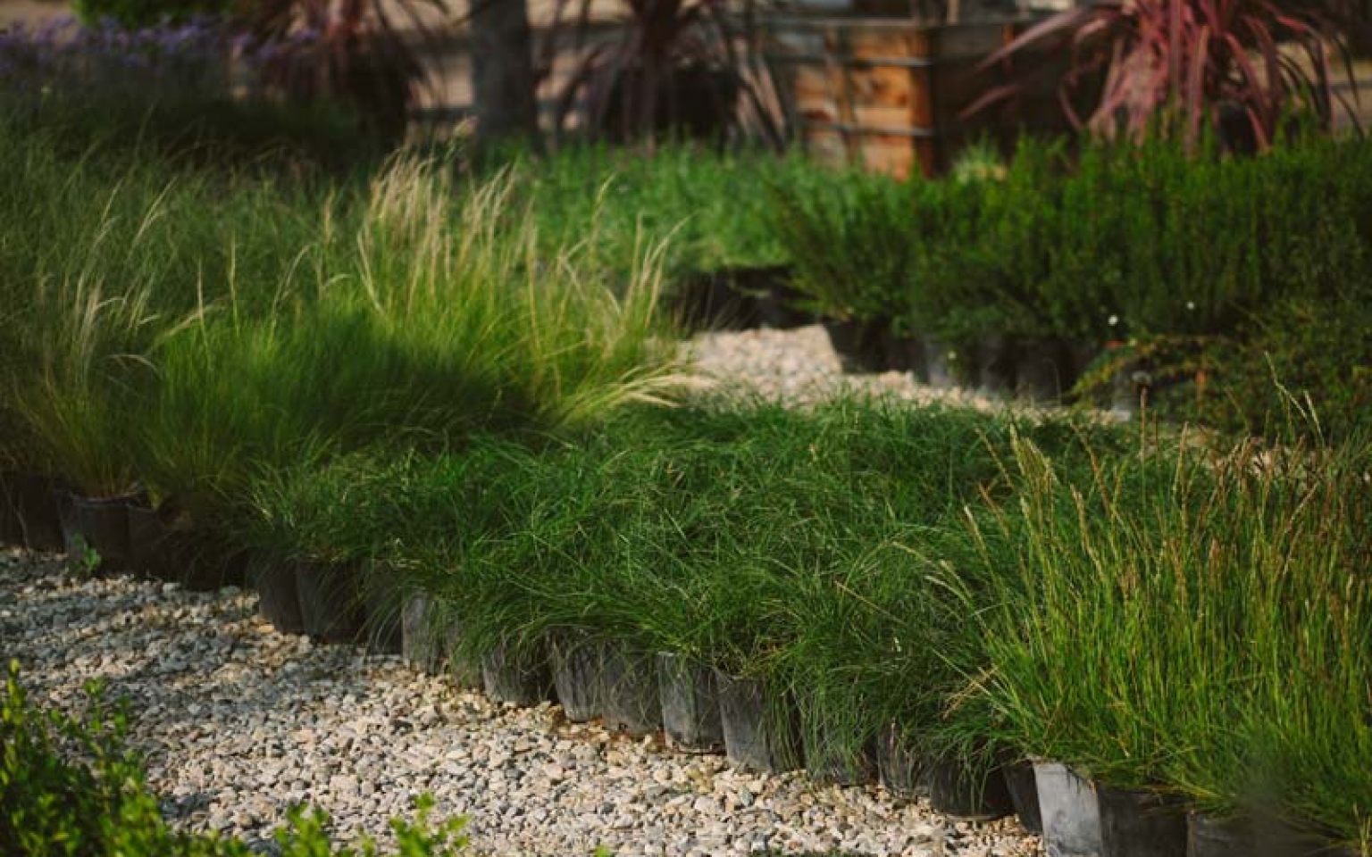 Home - Sterling Gardens Nursery