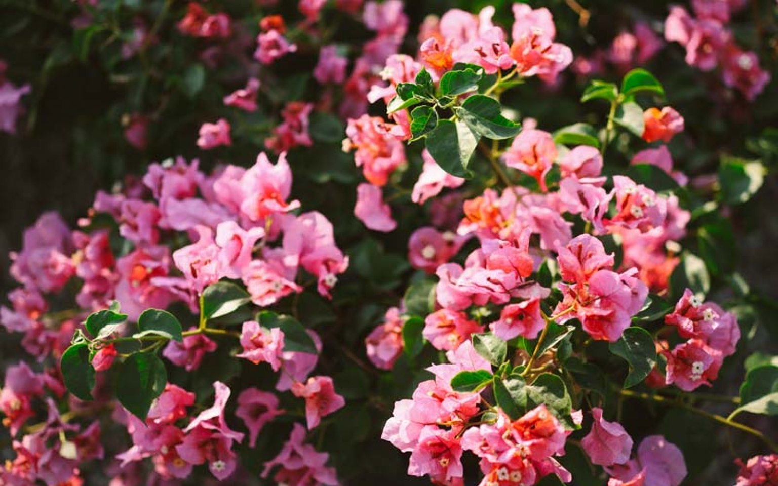 Home - Sterling Gardens Nursery